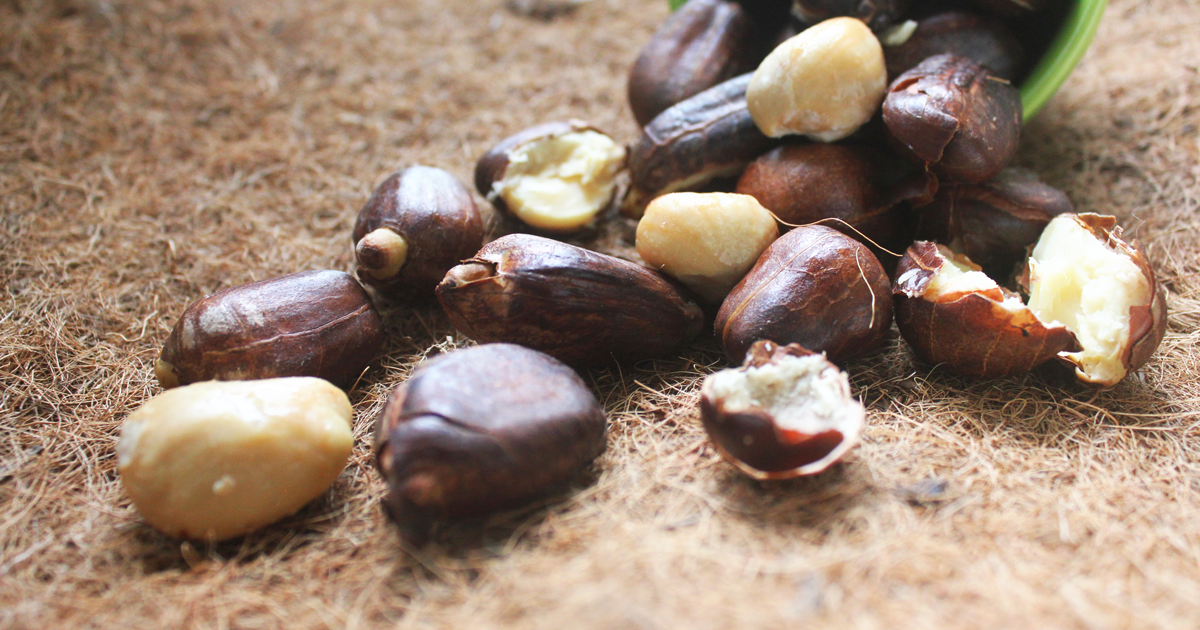 How I came to love Haitian Chestnut (Breadnut) – Cooking Sense Magazine